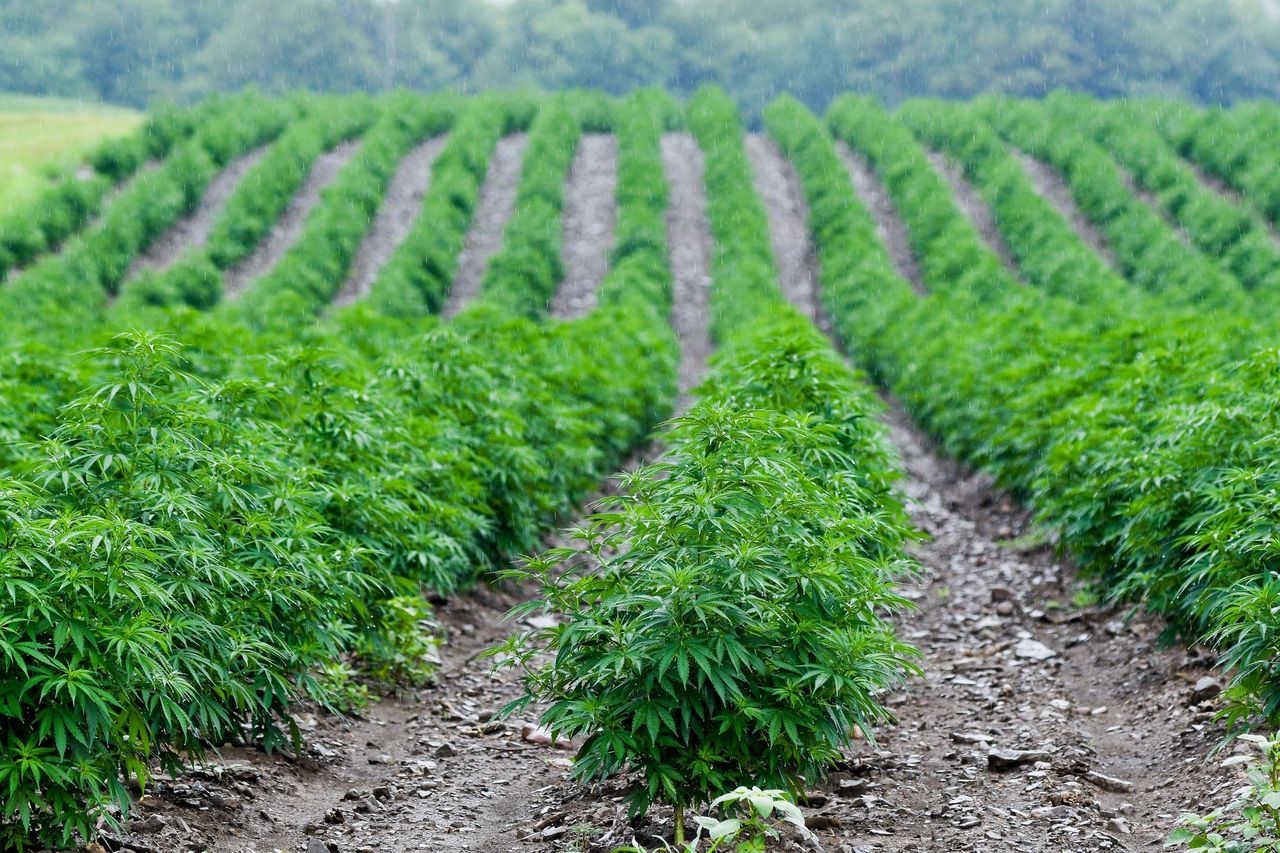 Green Acres: A Close Look at Hemp Farming in Texas - Nano Hemp Tech Labs