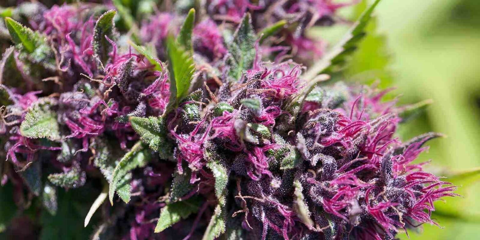 The Art of Identifying Quality Cannabis Flower: A Comprehensive Guide ...