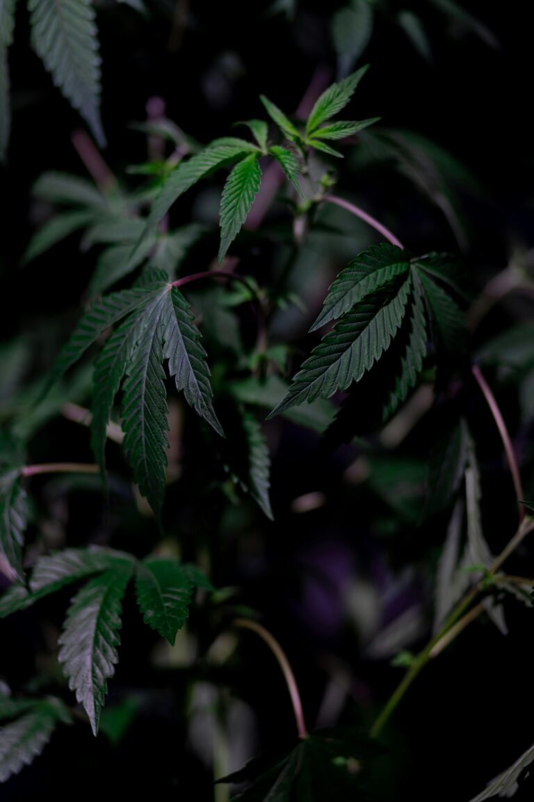 The Future of Hemp: Innovations in Sustainable Manufacturing - Nano ...